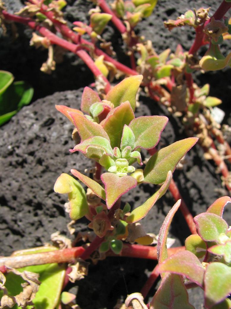 Manavai Rapa Nui – Proyecto "Conservación de la flora nativa de Rapa ...