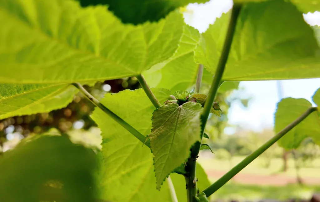 Plantas – Manavai Rapa Nui